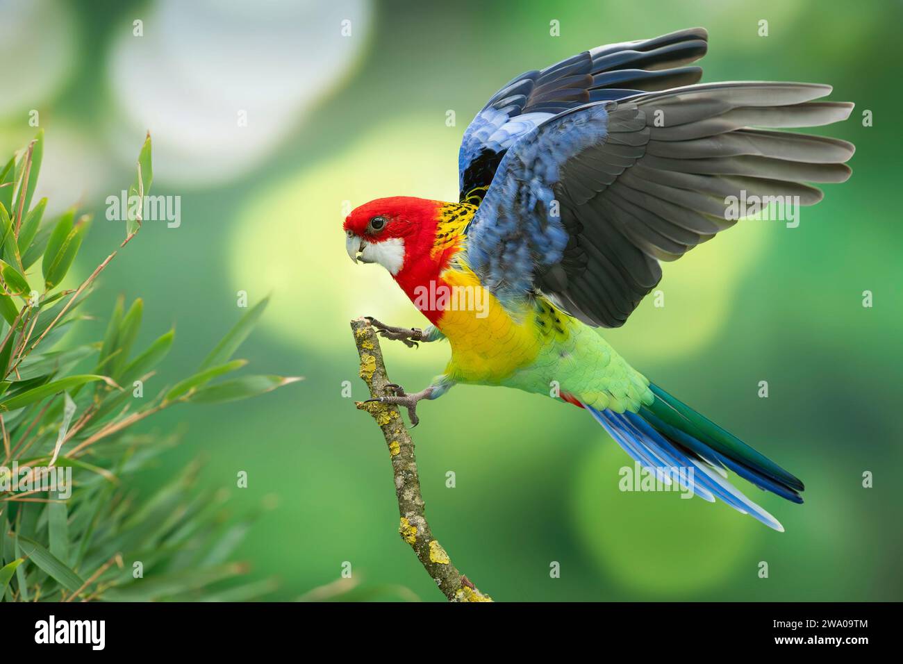 Eastern rosella, Platycercus eximius Stock Photo - Alamy