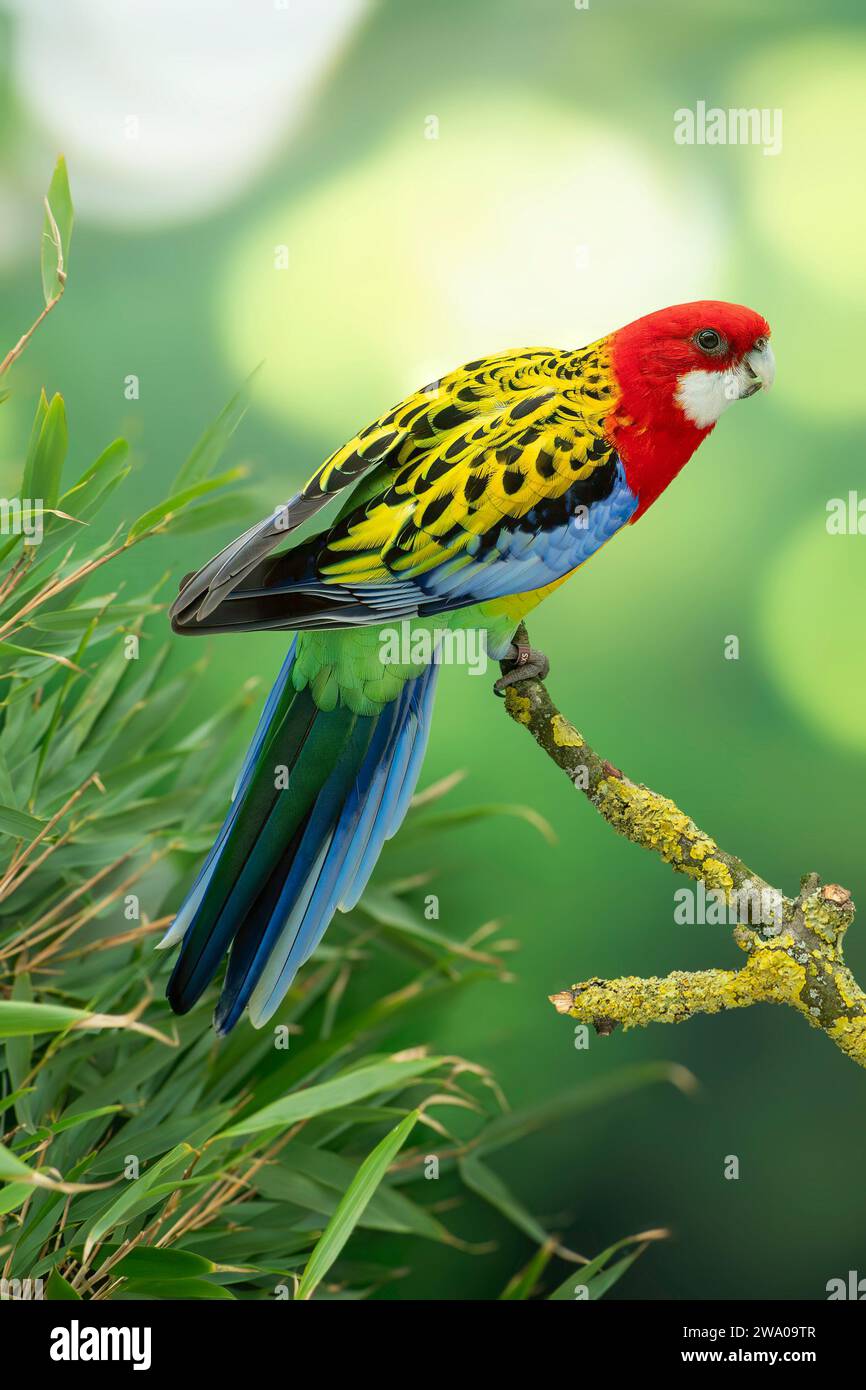 Eastern rosella, Platycercus eximius Stock Photo - Alamy