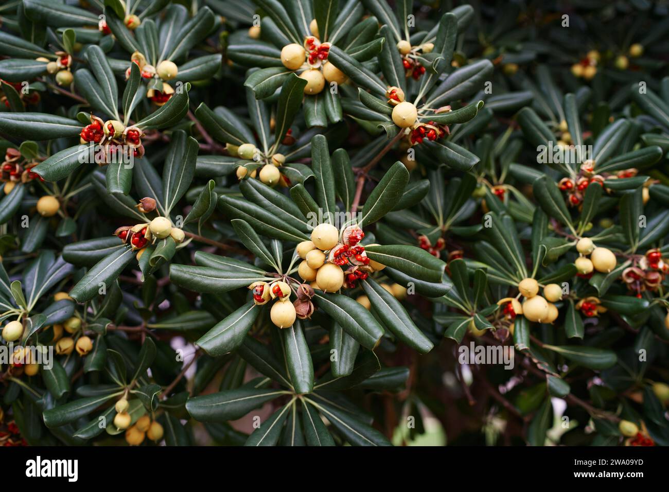 Yellow seed pods on green branches of pittosporum tobira in the garden ...