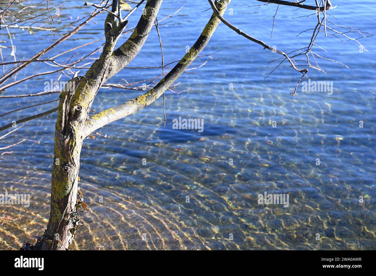 '' Tree in the water'' Stock Photo - Alamy