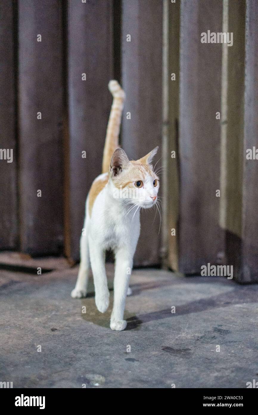 Motion cute white cat sitting hi-res stock photography and images - Alamy