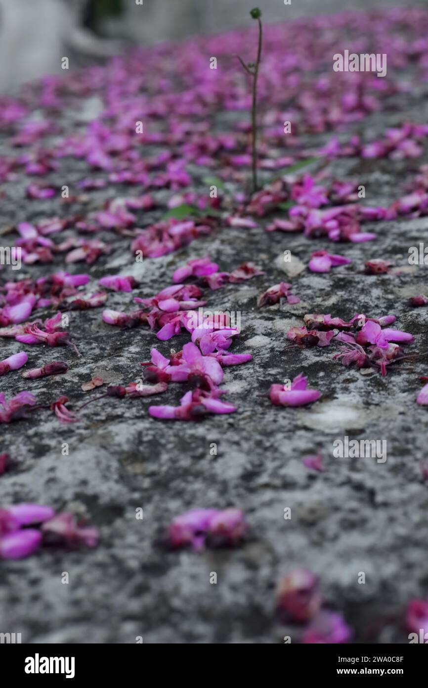 Parapet capping hi-res stock photography and images - Alamy