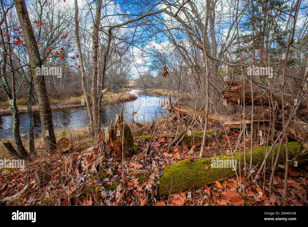 Rib River flowing through a Wisconsin forrest, horizontal Stock Photo ...