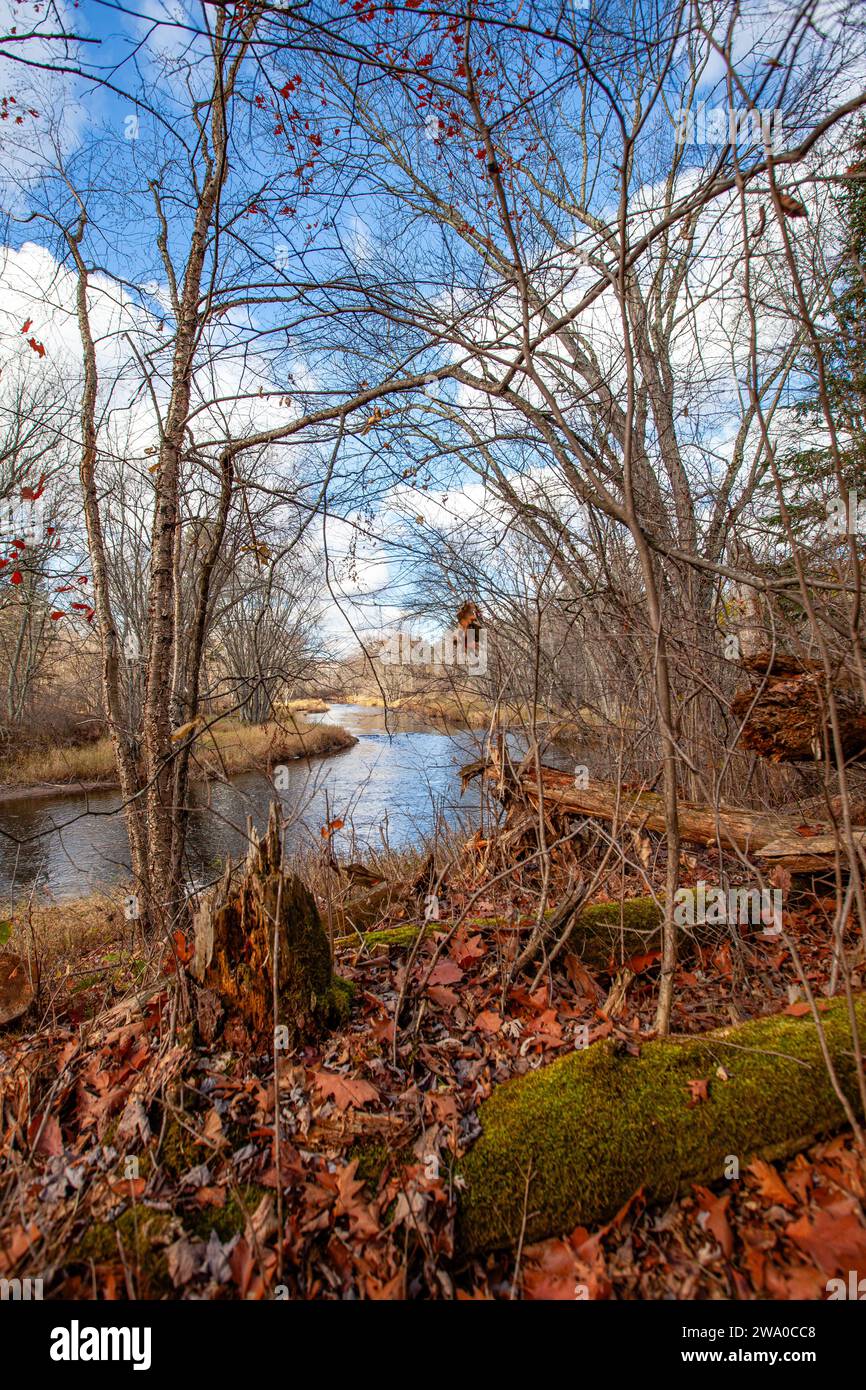 Rib River flowing through a Wisconsin forrest, vertical Stock Photo - Alamy