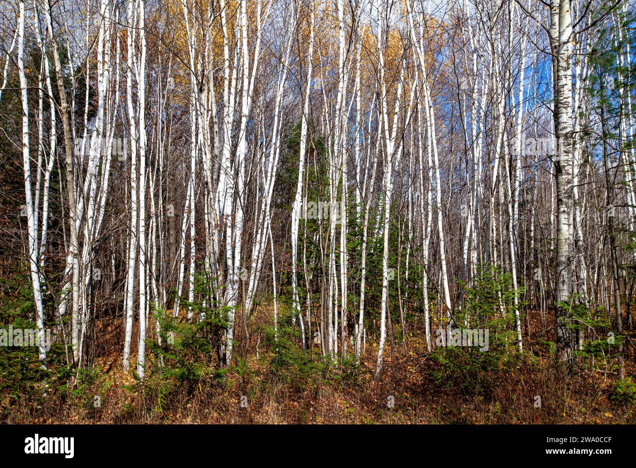Wisconsin autumn foliage birch trees hi-res stock photography and ...