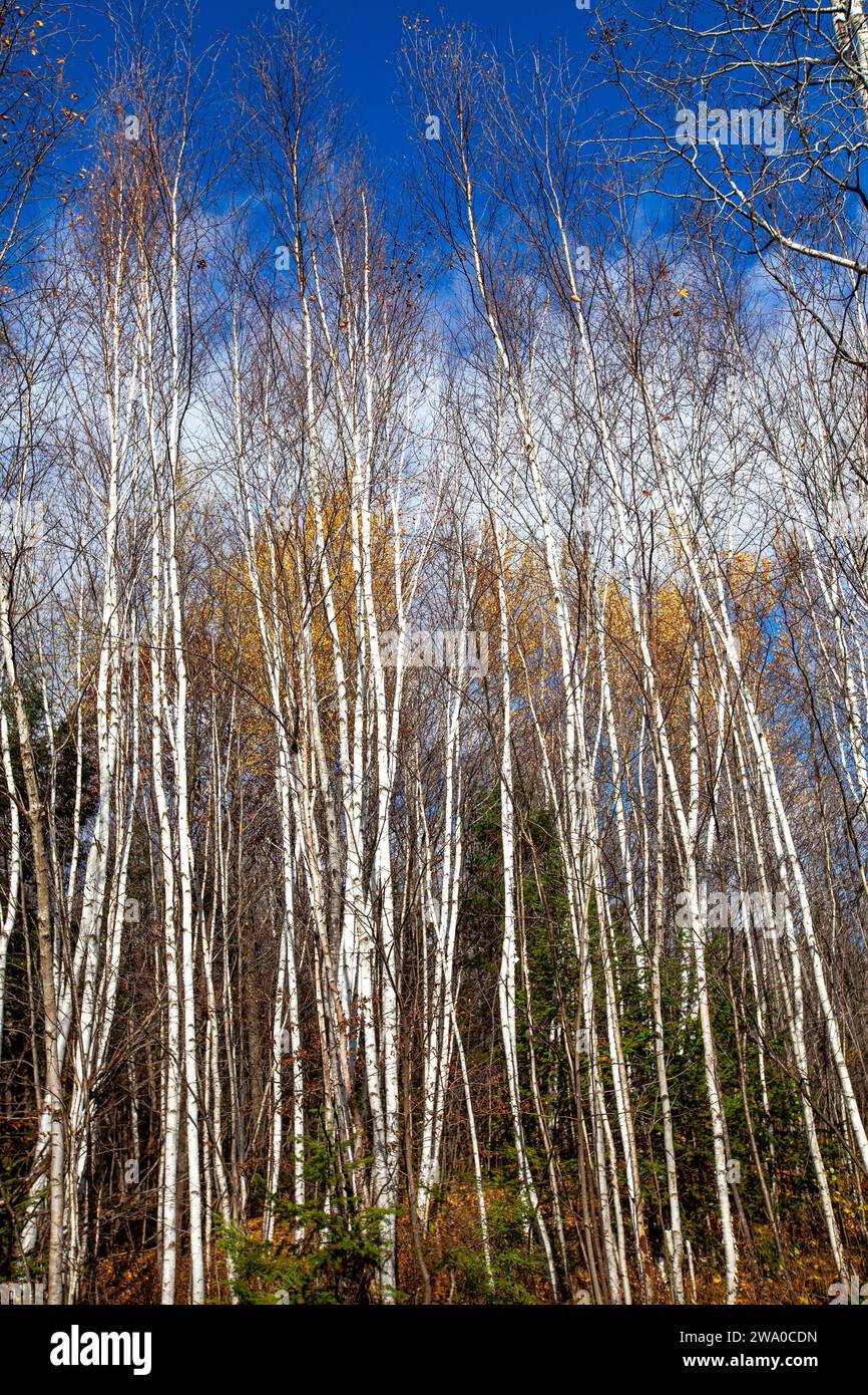 Wisconsin autumn foliage birch trees hi-res stock photography and ...