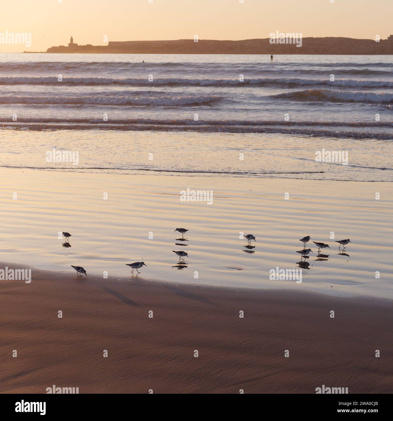 Little birds foraging in the shallow waters at sunset with as waves ...