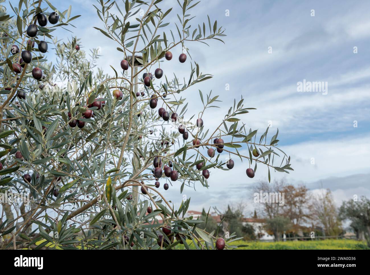 Black olives growing on a tree and ripening from green to black Stock ...