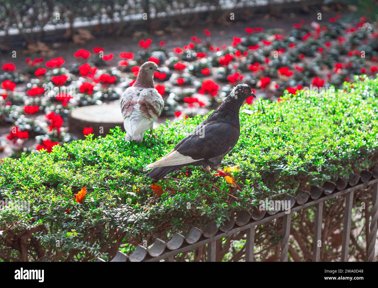 Courtship in summer garden hi-res stock photography and images - Alamy