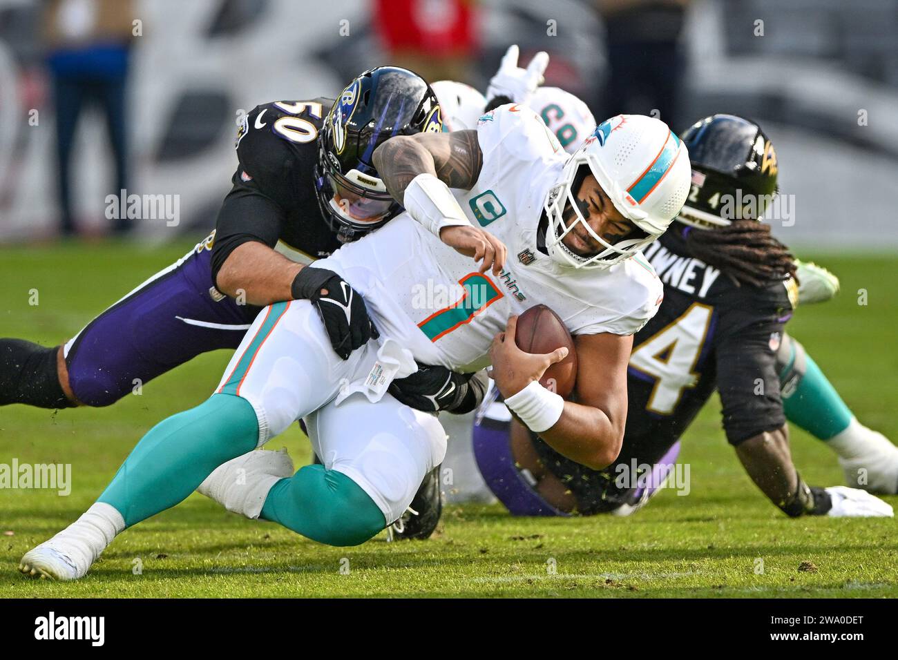 Tua dolphins 2023 hi-res stock photography and images - Alamy
