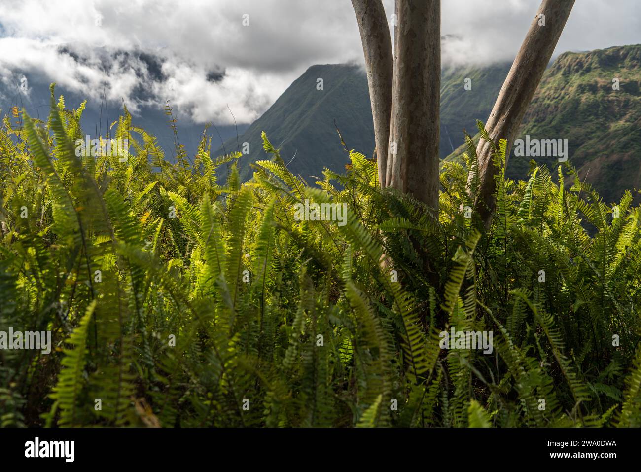 Fern-laden trails with mountain views on Maui's Waihe'e Ridge Stock ...