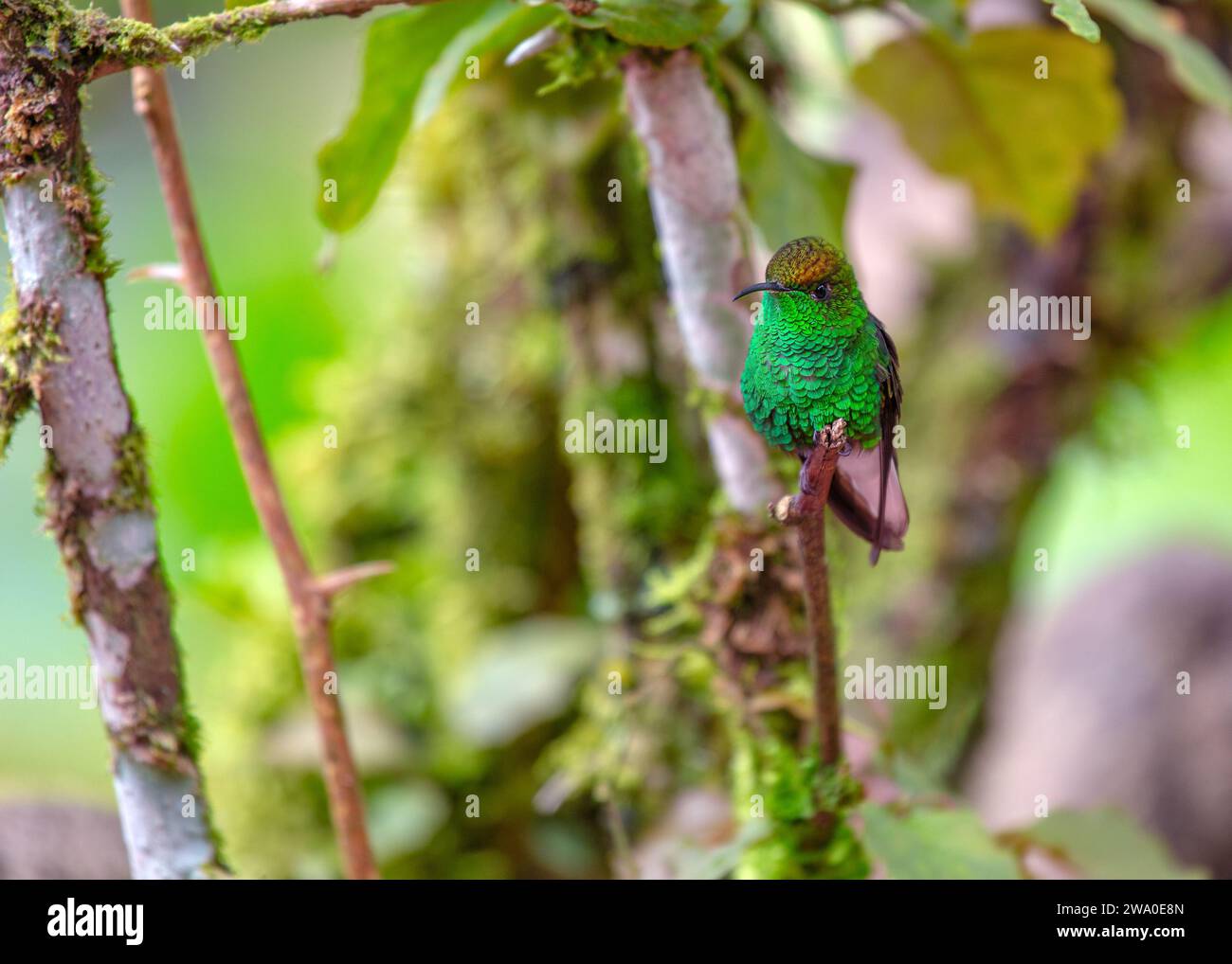 Elvira cupreiceps, the Coppery-headed Emerald Hummingbird, dazzles with its radiant plumage in ...
