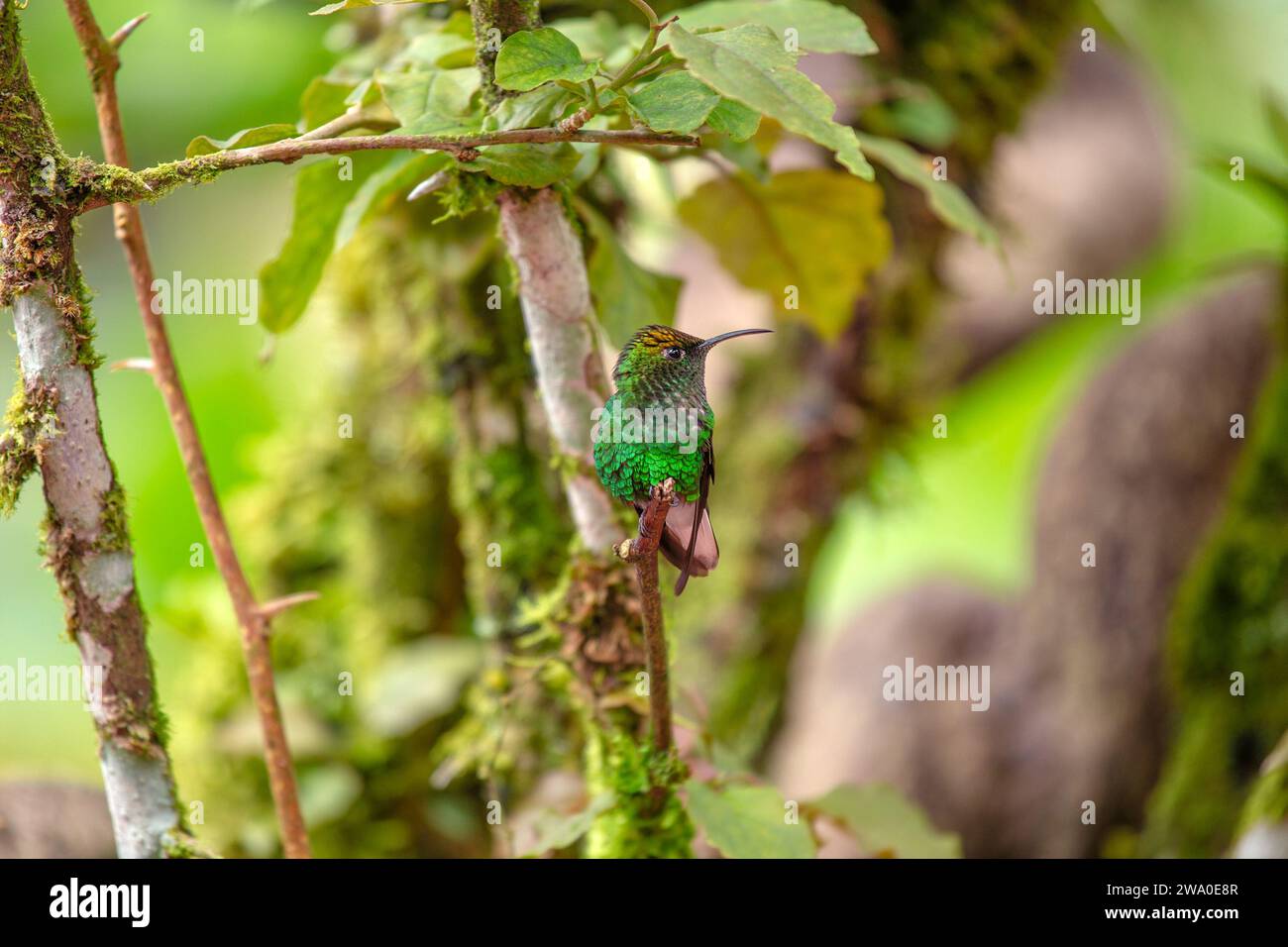Elvira cupreiceps, the Coppery-headed Emerald Hummingbird, dazzles with its radiant plumage in ...