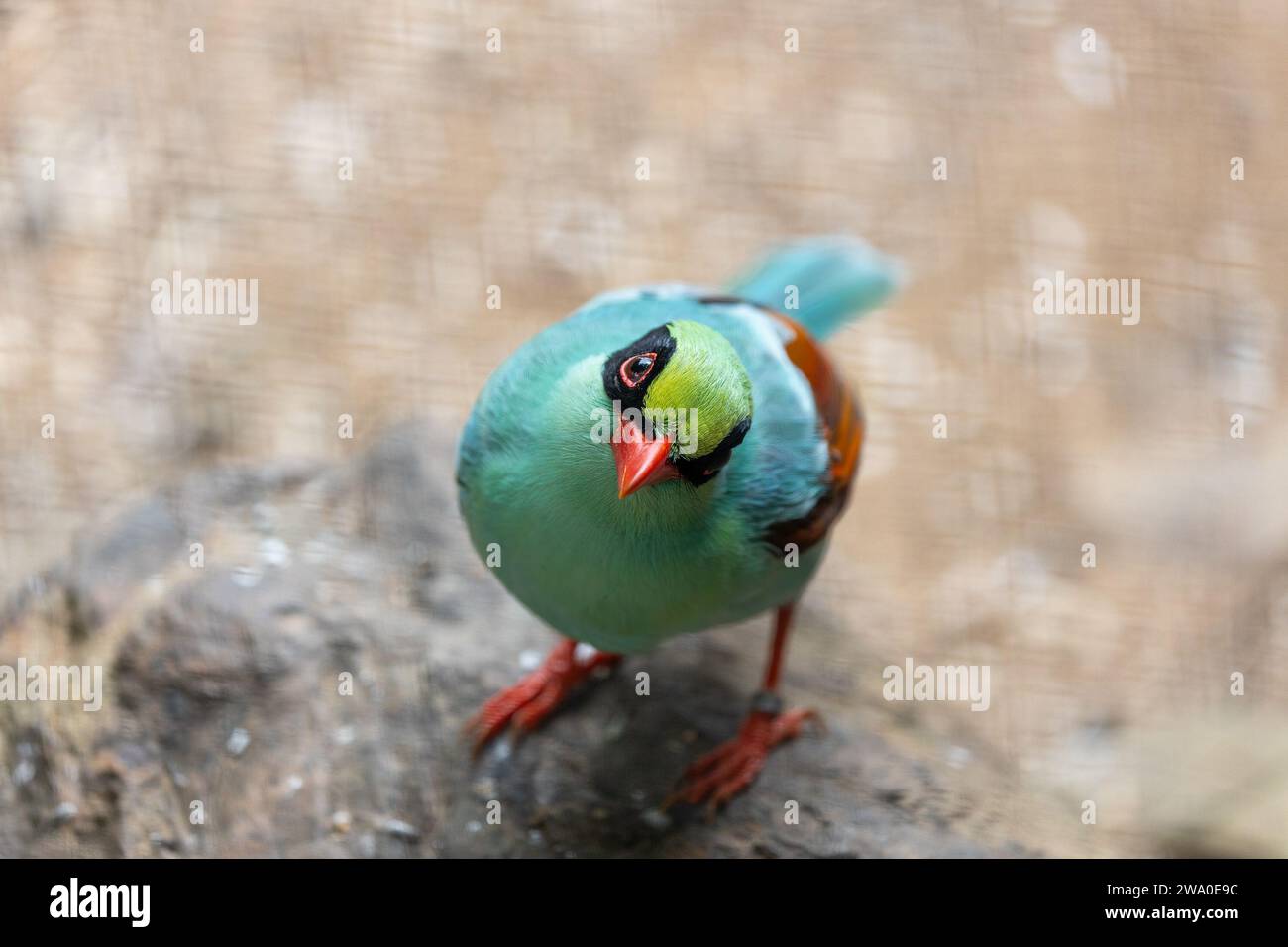 Cissa chinensis, the Common Green Magpie, graces Asian woodlands with ...