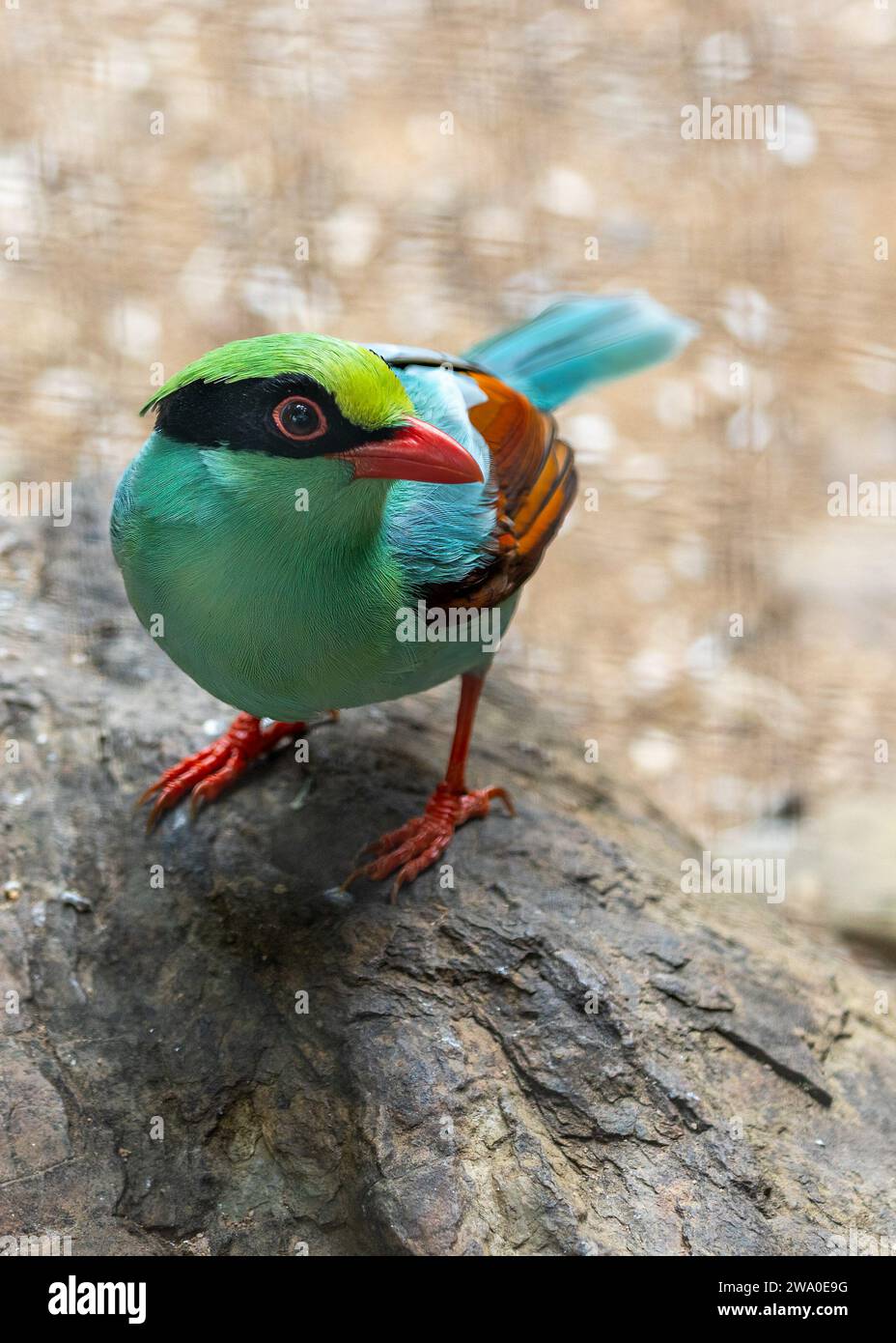 Cissa chinensis, the Common Green Magpie, graces Asian woodlands with ...
