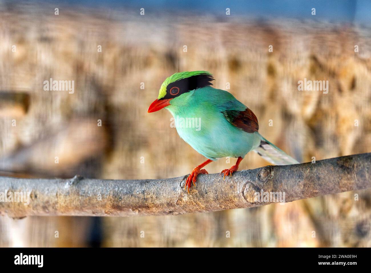 Cissa chinensis, the Common Green Magpie, graces Asian woodlands with ...