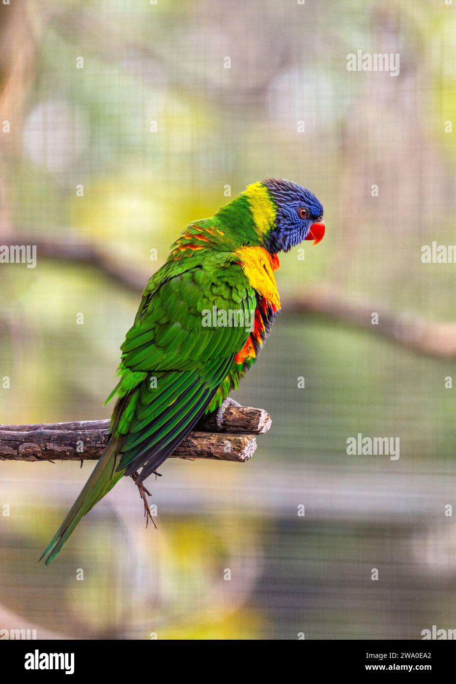 Trichoglossus haematodus, the Coconut Lorikeet, graces Australian ...