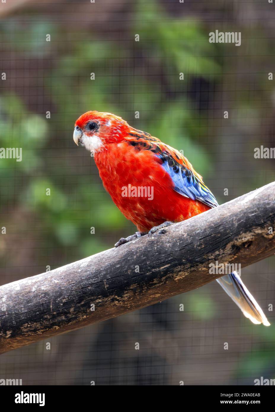 Platycercus eximius, the Eastern Rosella Parrot, enchants Australian ...