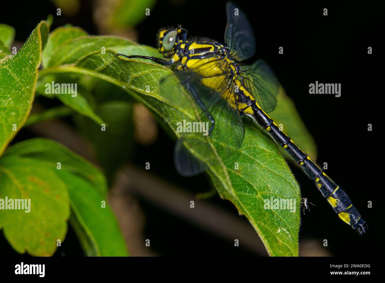 Gomphidae hi-res stock photography and images - Alamy