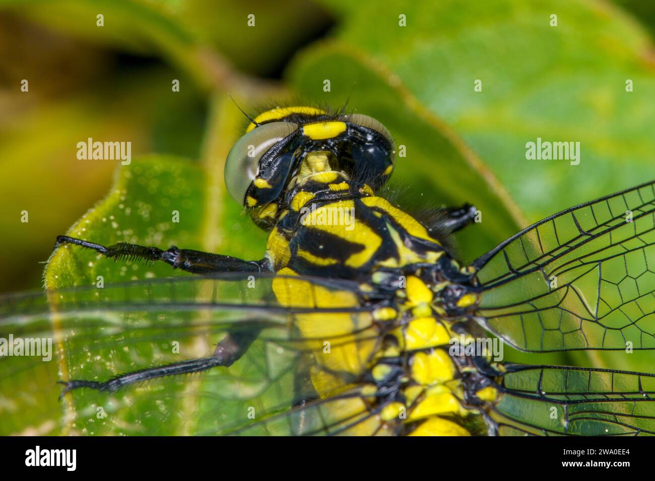 Gomphus vulgatissimus Family Gomphidae Genus Gomphus Common clubtail ...