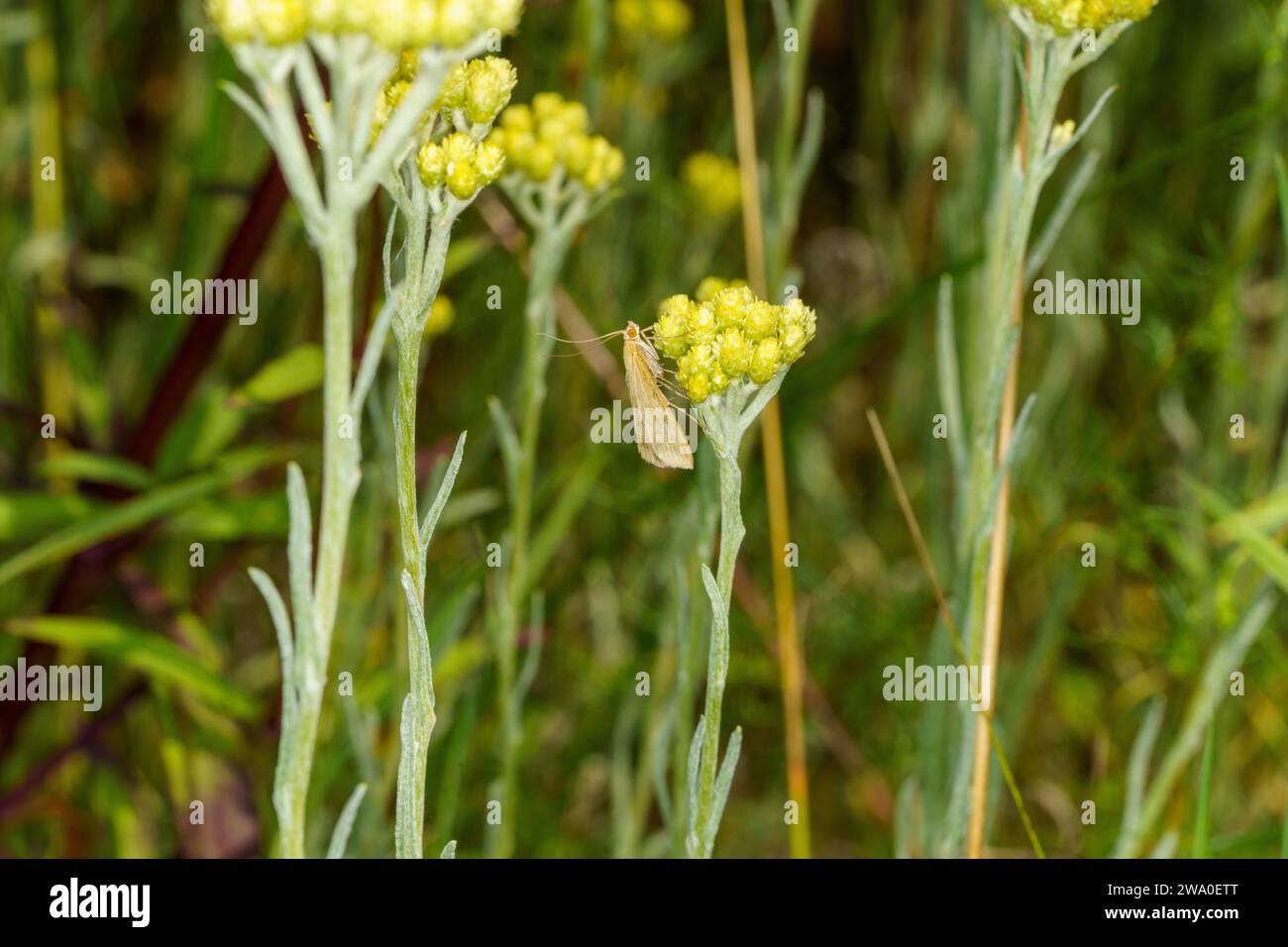 Sitochroa verticalis Family Crambidae Genus Sitochroa Lesser pearl moth ...