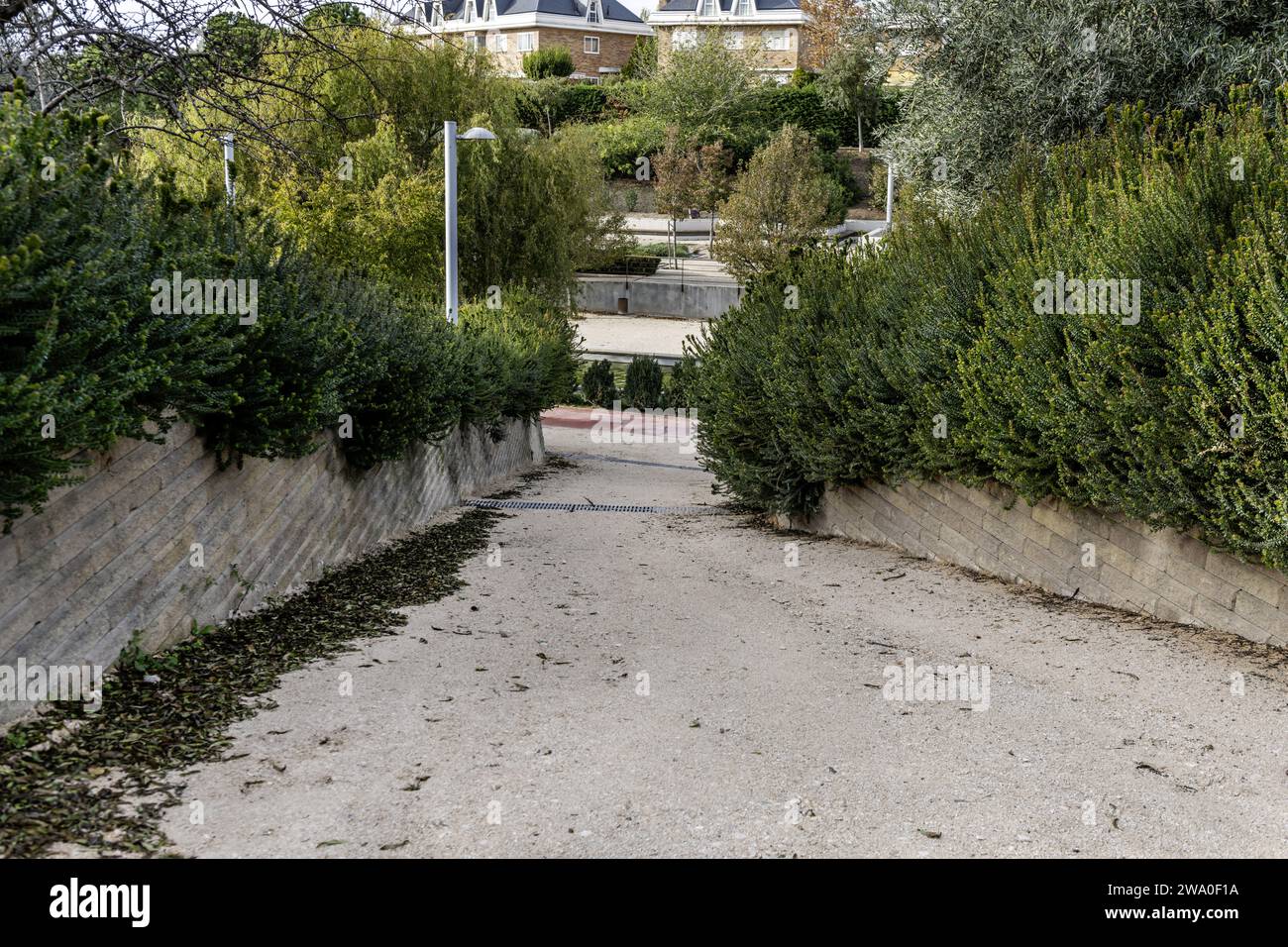 Untrimmed hedges hi-res stock photography and images - Alamy
