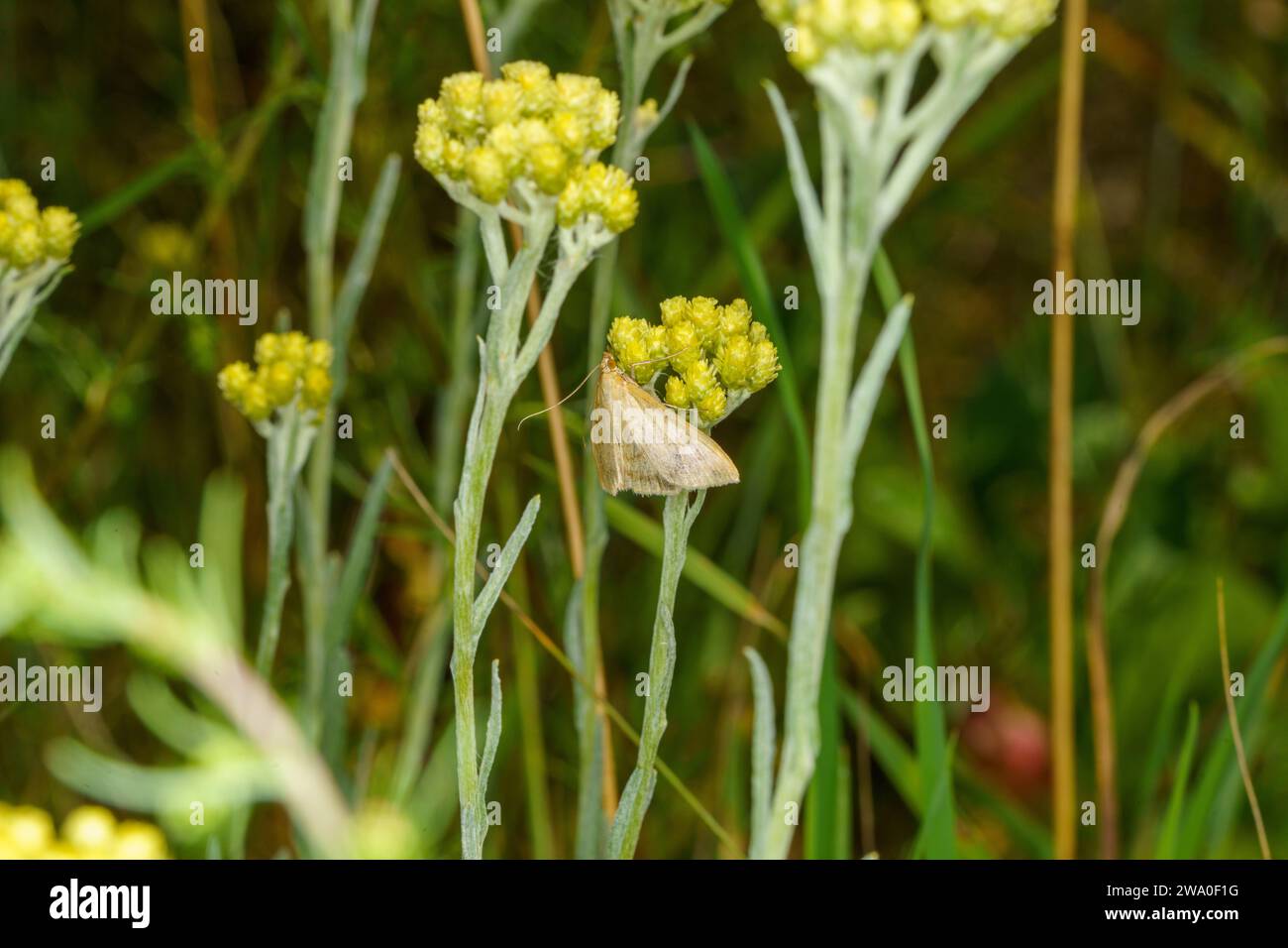 Lesser pearl moth hi-res stock photography and images - Alamy