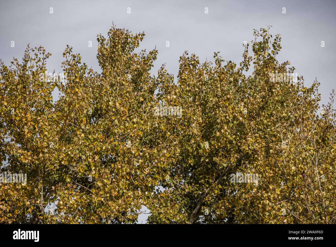 Tree many branches yellow leaves hi-res stock photography and images ...