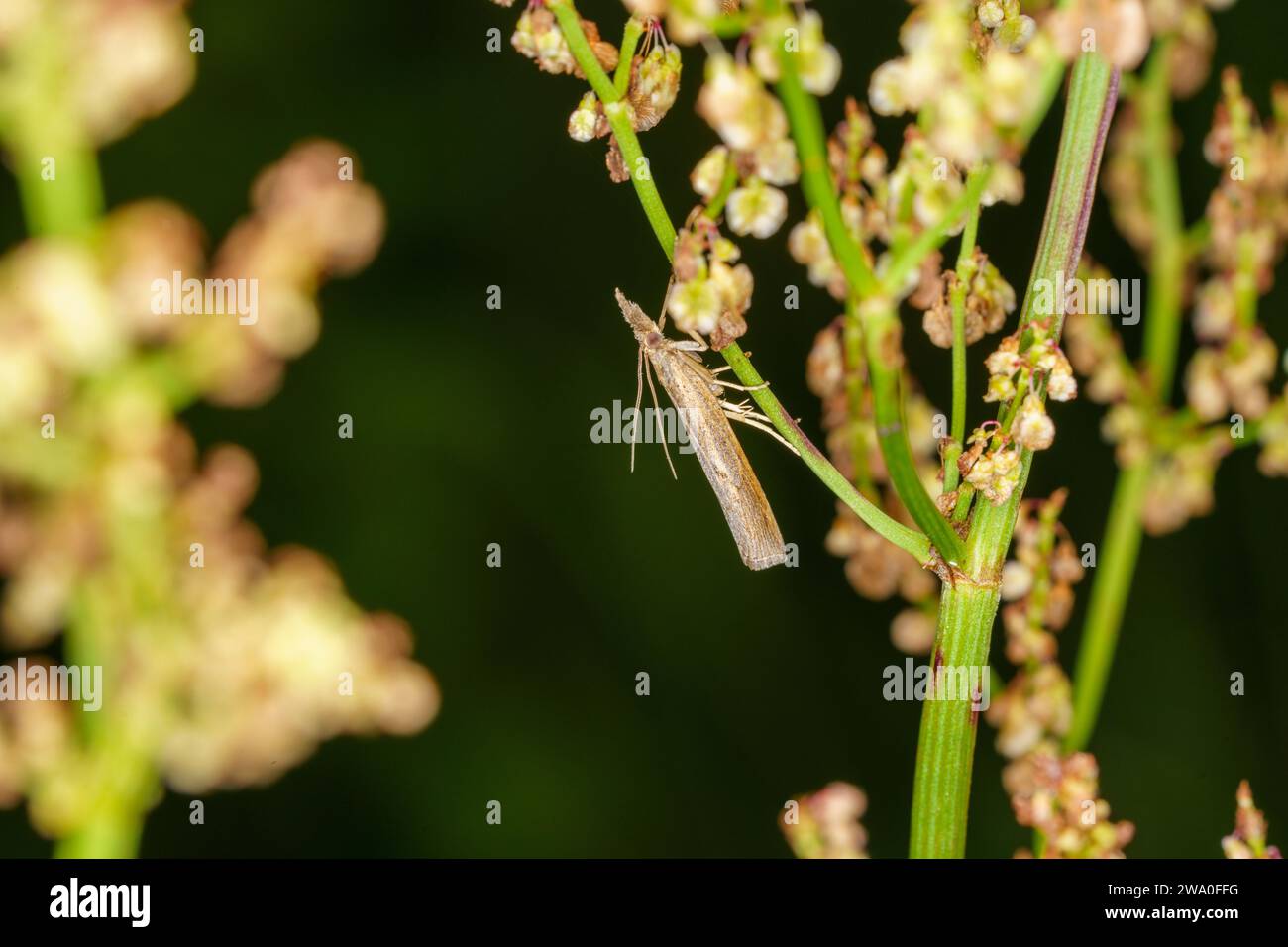 Pediasia contaminella Family Crambidae Genus Pediasia Waste grass ...