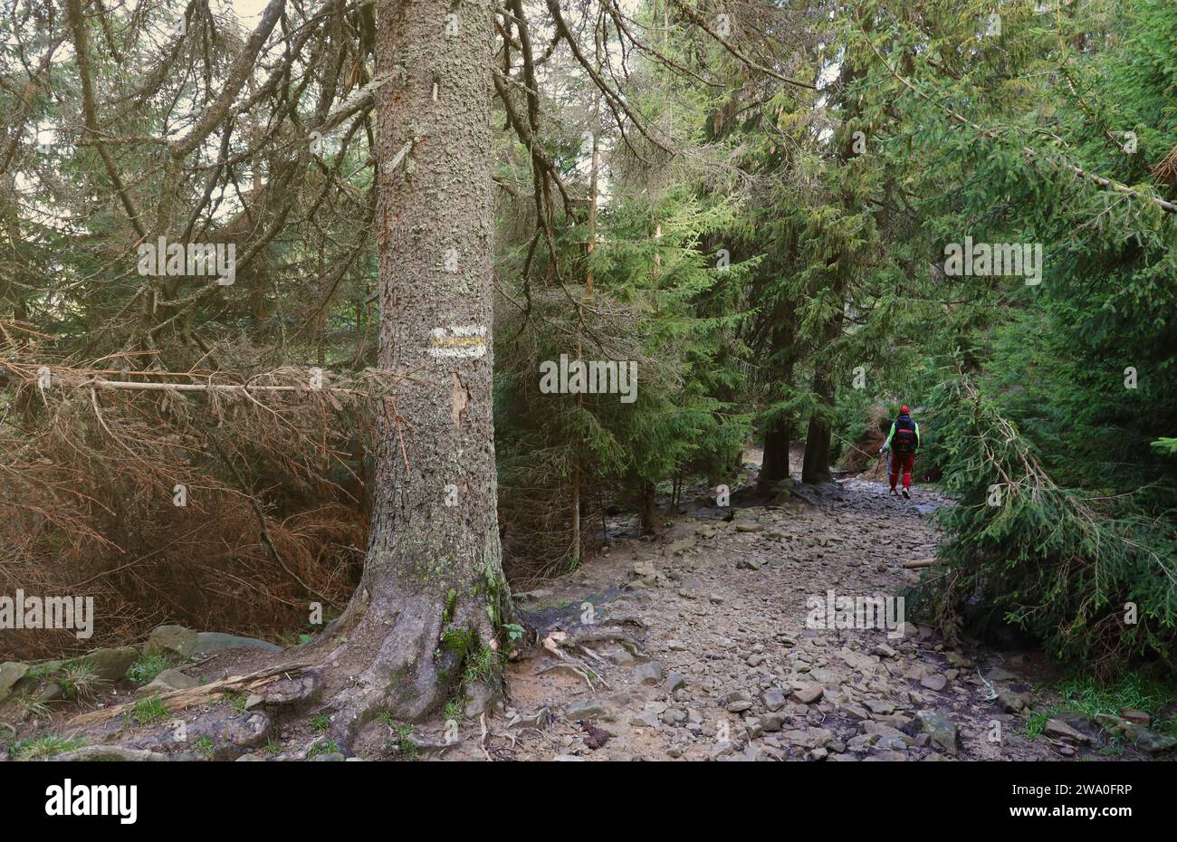 Walking trail background. Yellow and white forest path on brown tree ...