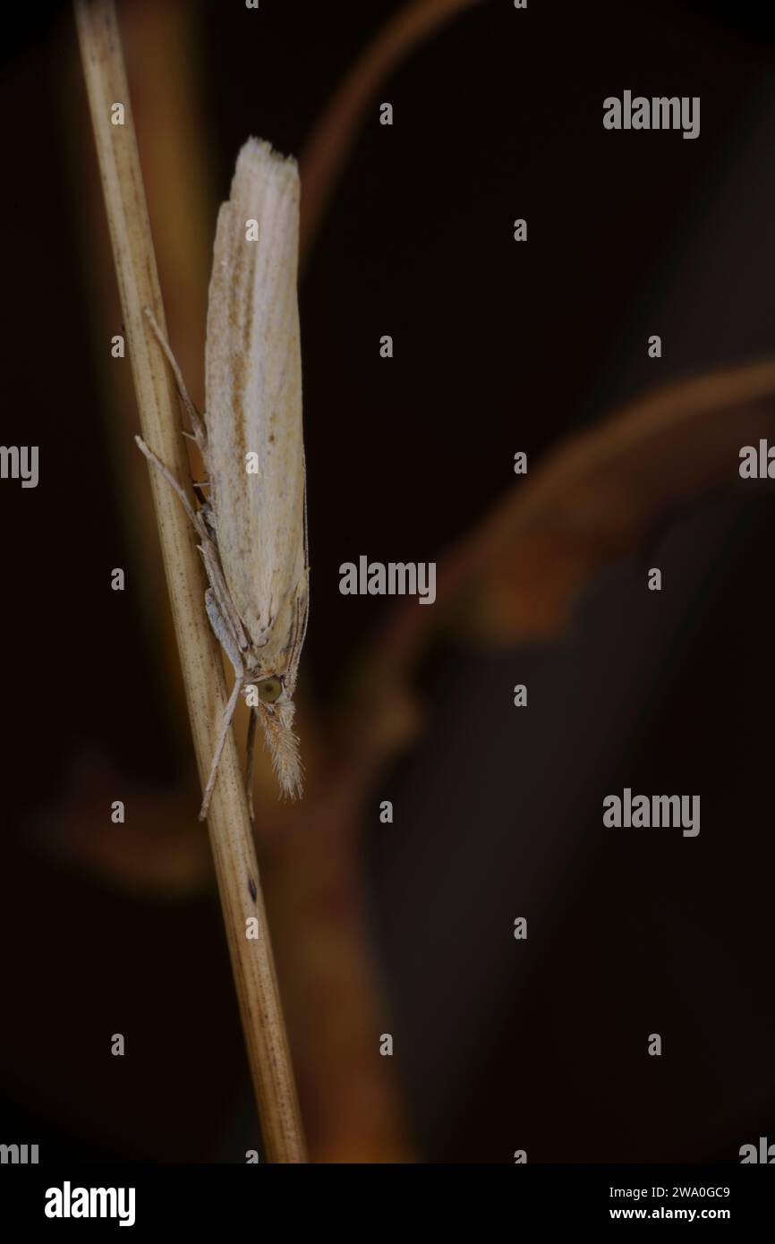 Agriphila inquinatella Family Crambidae Genus Agriphila Barred grass ...