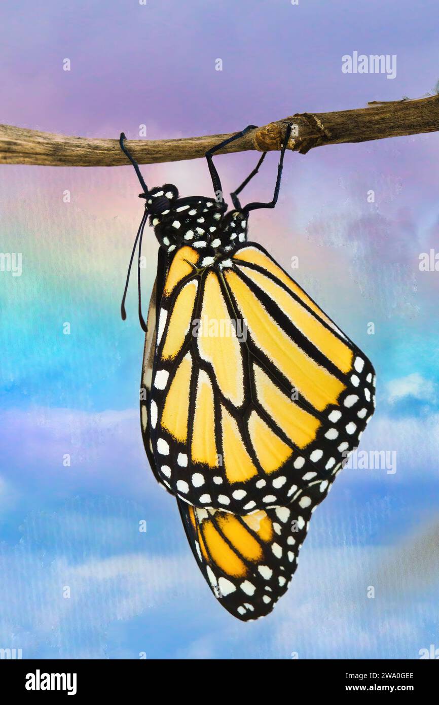 Fragility of a beautiful monarch butterfly clinging to a limb just ...