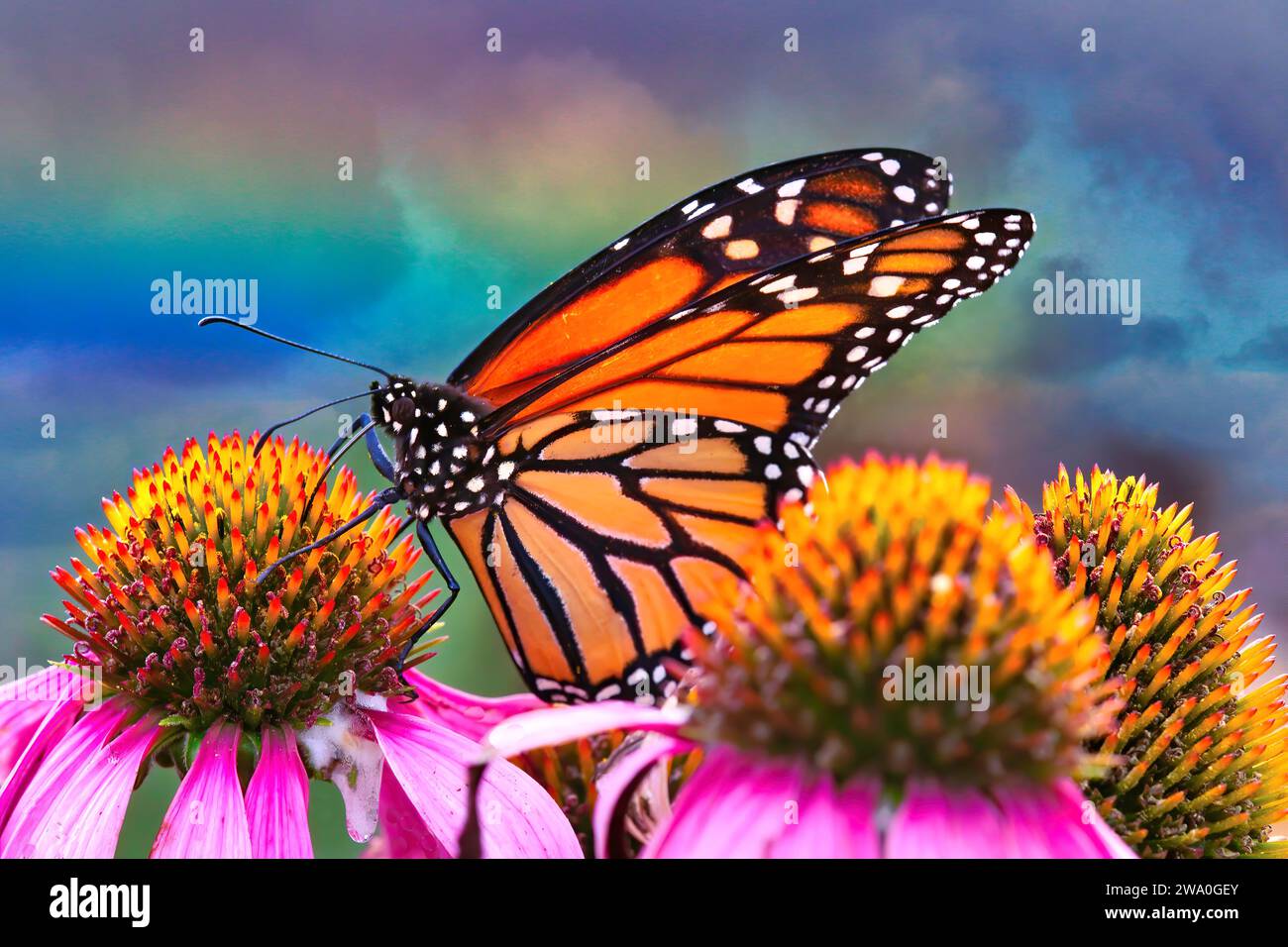 Cone flower closeup hi-res stock photography and images - Alamy