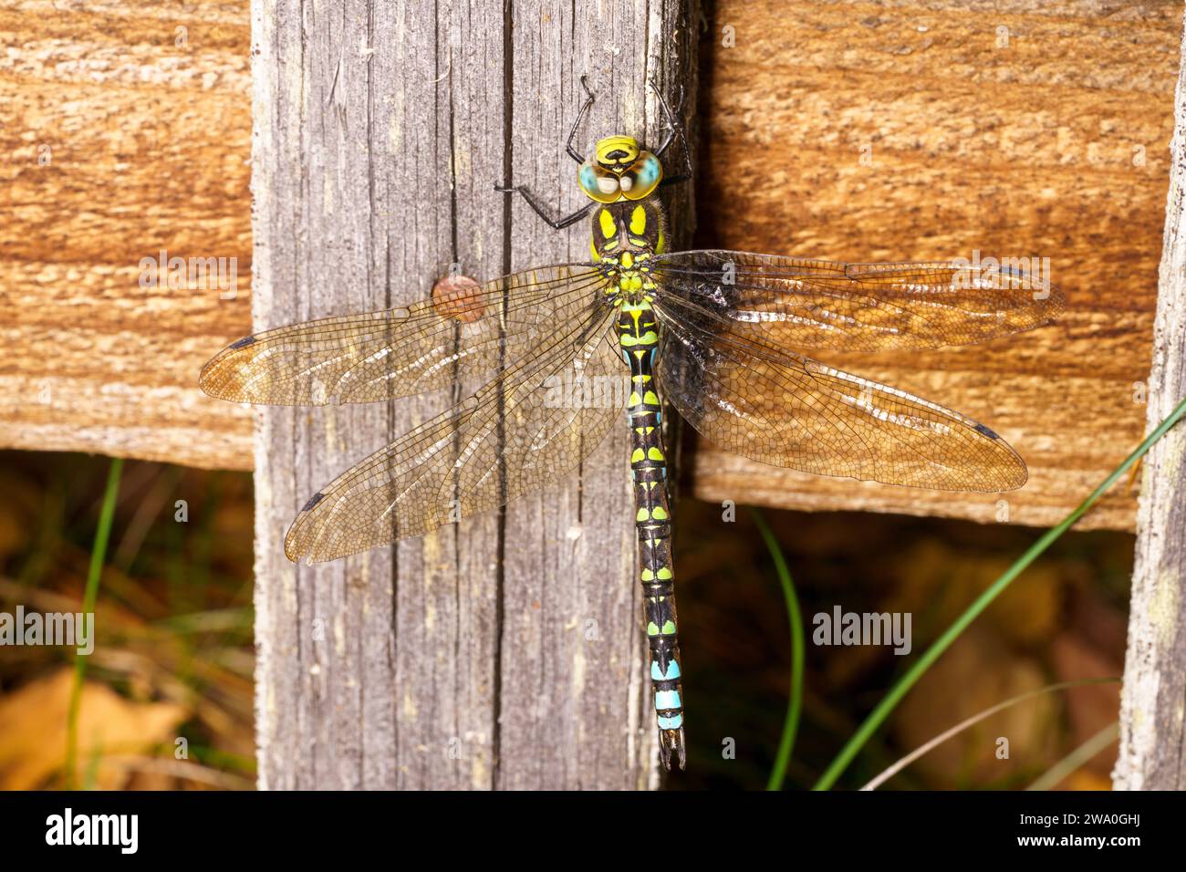 Aeshna cyanea Family Aeshnidae Genus Aeshna Southern hawker Blue hawker wild nature insect ...