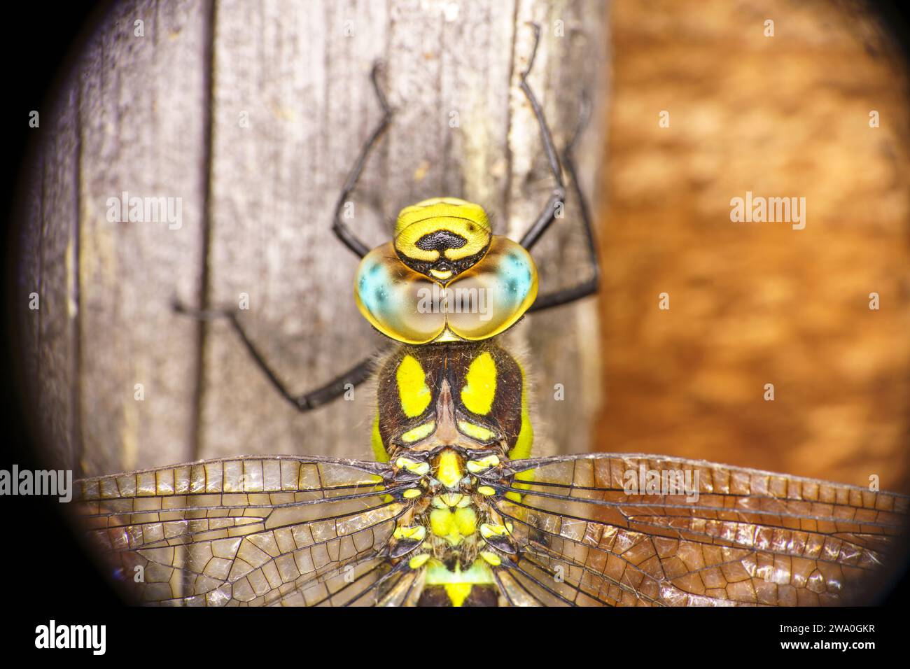 Aeshnidae hi-res stock photography and images - Alamy