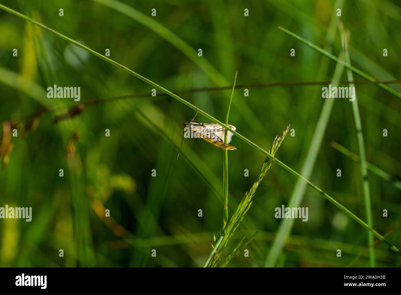 Sitochroa verticalis Family Crambidae Genus Sitochroa Lesser pearl moth ...
