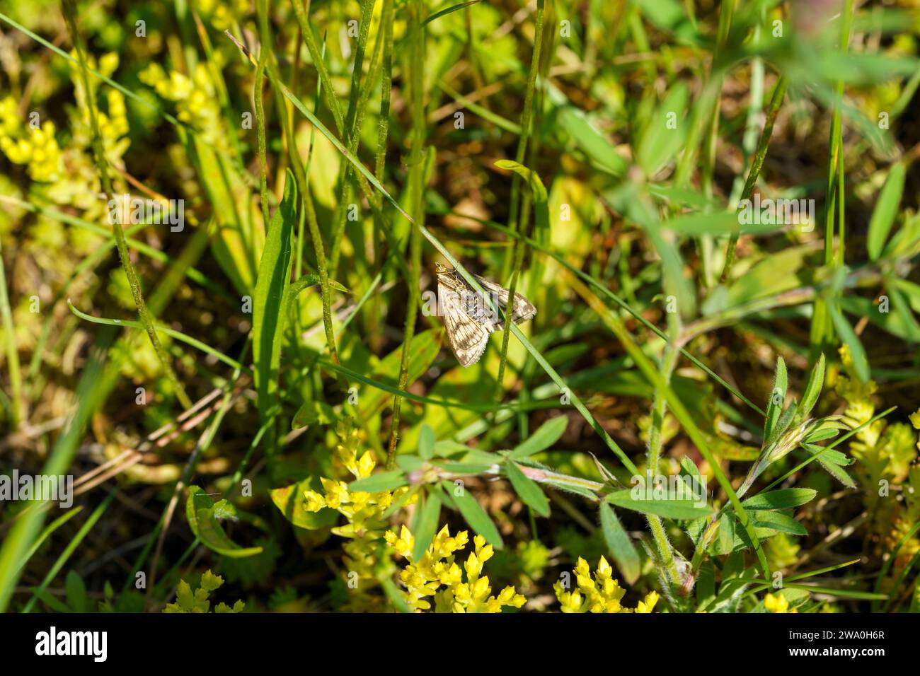 Sitochroa verticalis Family Crambidae Genus Sitochroa Lesser pearl moth ...