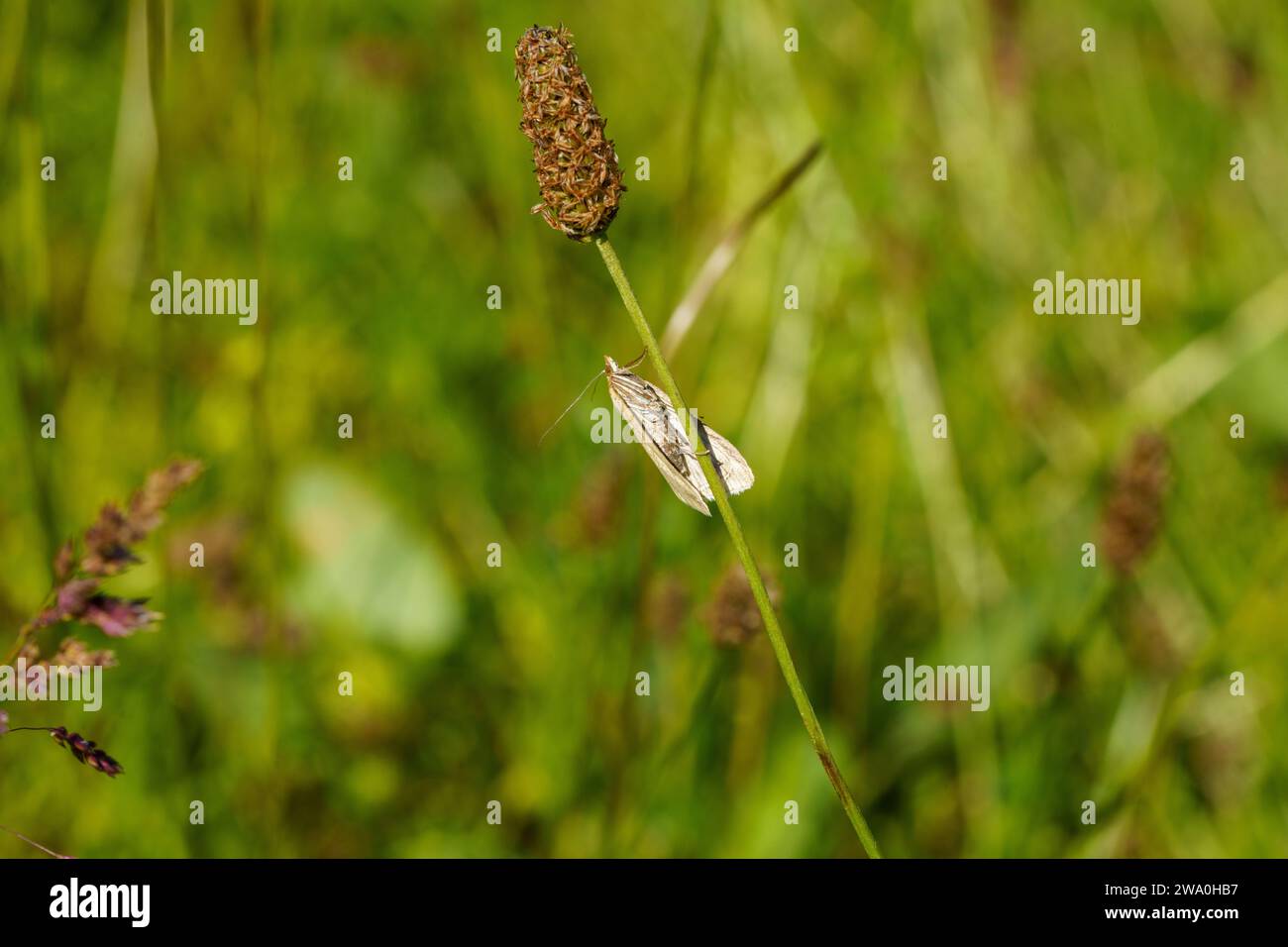 Sitochroa verticalis Family Crambidae Genus Sitochroa Lesser pearl moth ...