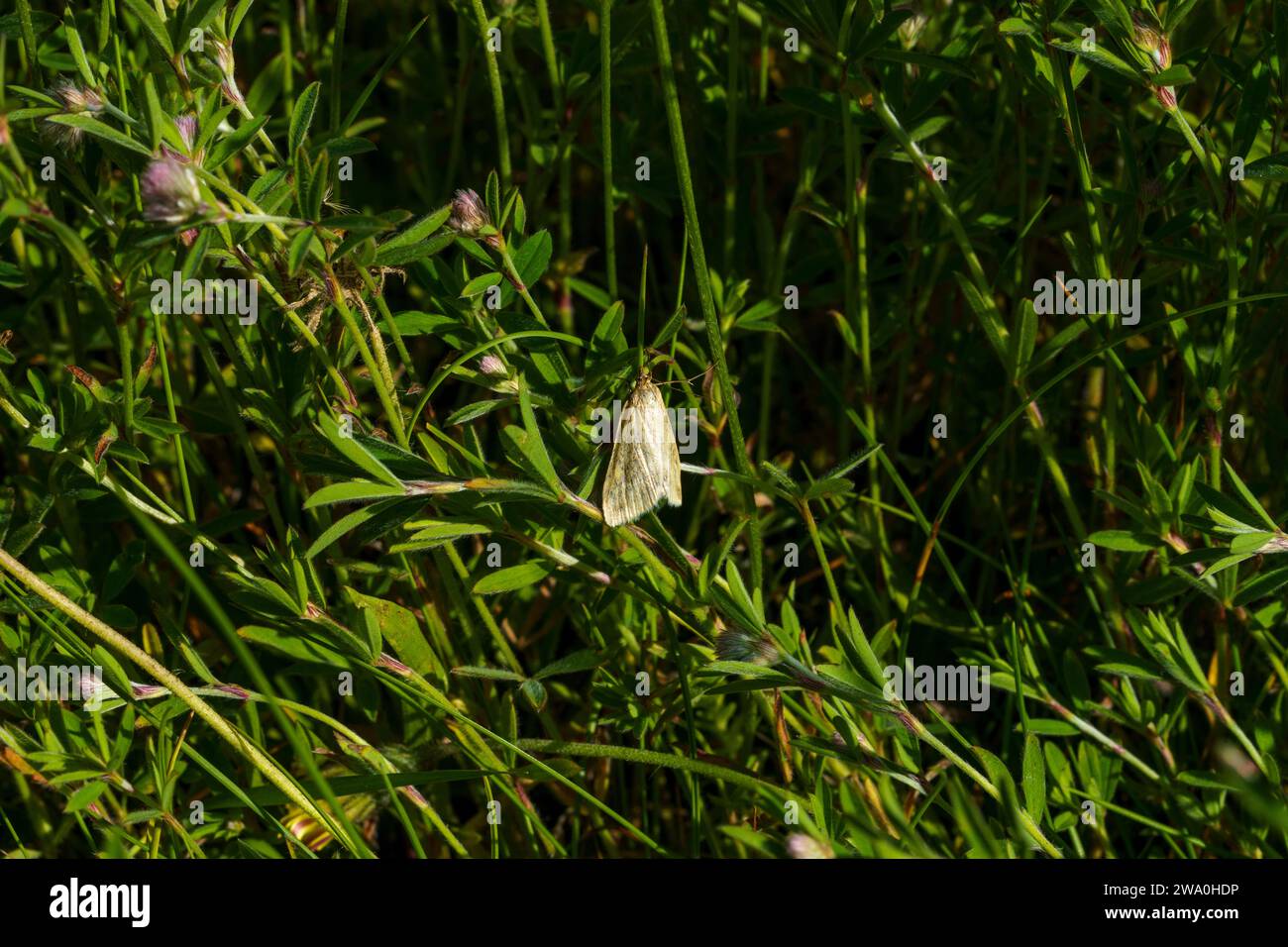 Sitochroa verticalis Family Crambidae Genus Sitochroa Lesser pearl moth ...