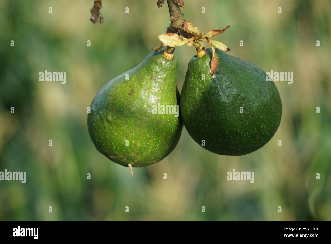 Green young avocado (Persea americana, avocado pear, alligator pear) in ...