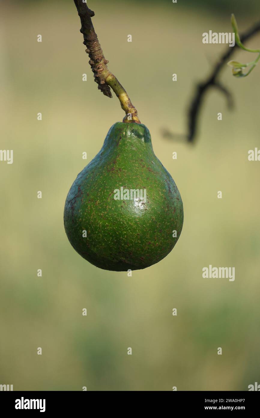 Green young avocado (Persea americana, avocado pear, alligator pear) in ...