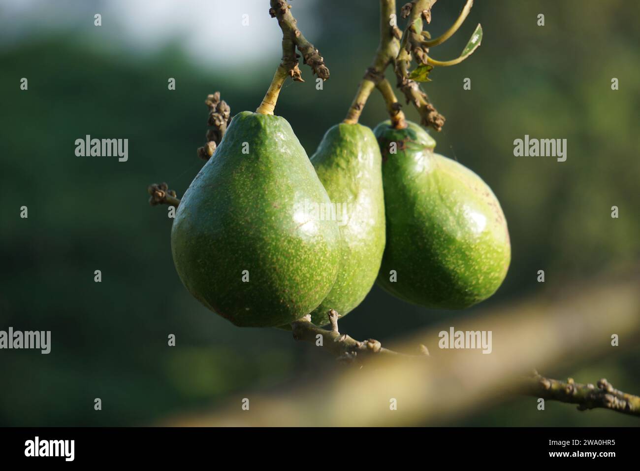 Green young avocado (Persea americana, avocado pear, alligator pear) in ...