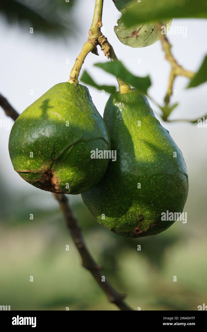 Green young avocado (Persea americana, avocado pear, alligator pear) in ...