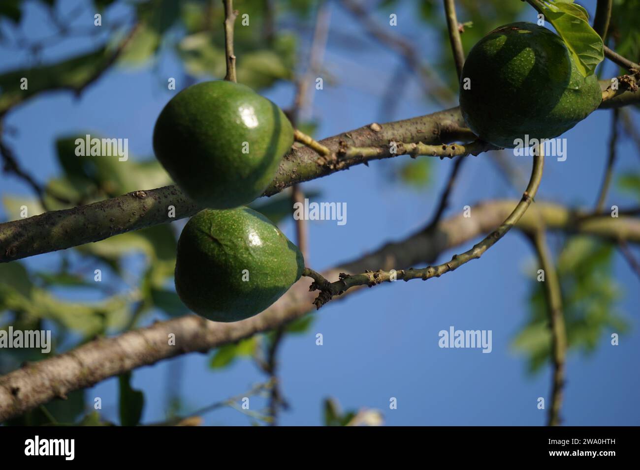 Green young avocado (Persea americana, avocado pear, alligator pear) in ...