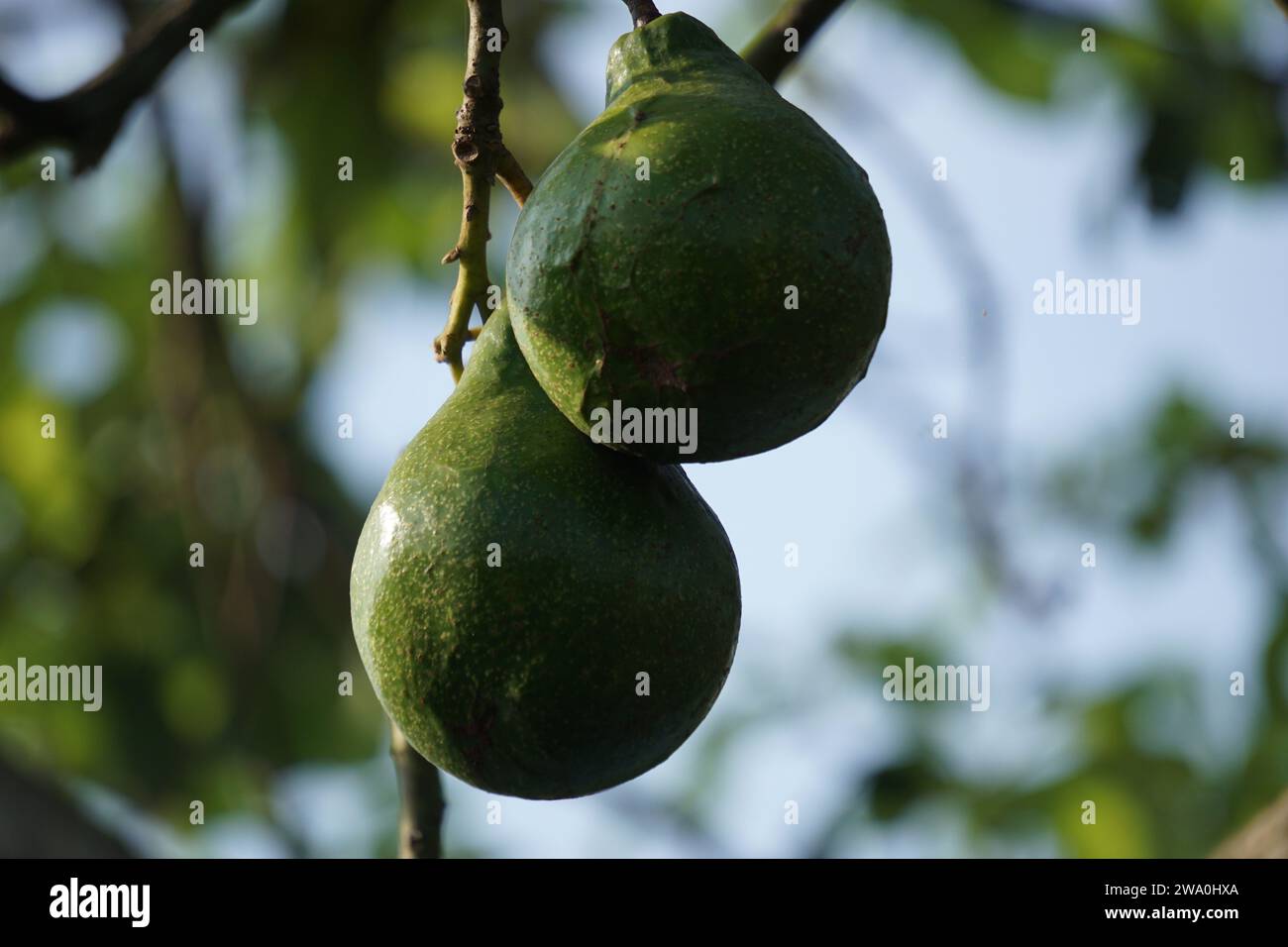 Green young avocado (Persea americana, avocado pear, alligator pear) in ...