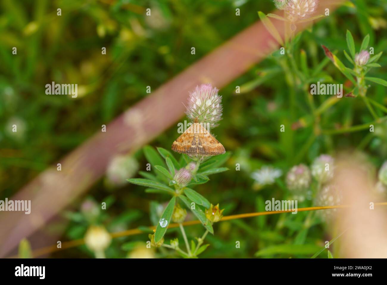 Straw barred pearl moth hi-res stock photography and images - Alamy