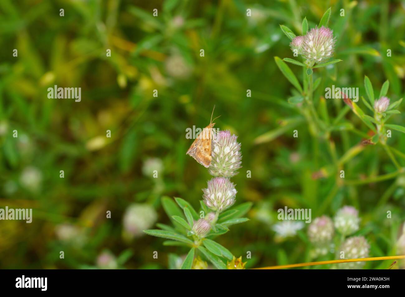 Straw barred pearl moth hi-res stock photography and images - Alamy