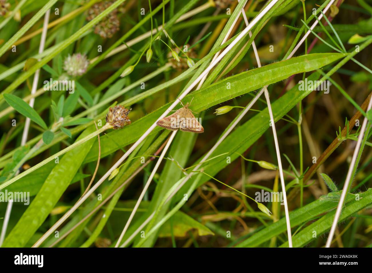Pyrausta despicata Family Crambidae Genus Pyrausta Straw-barred pearl ...