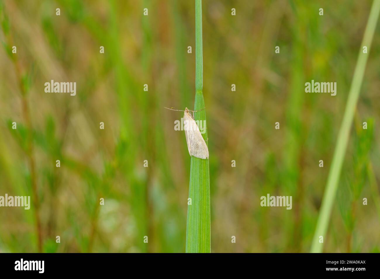 Sitochroa verticalis Family Crambidae Genus Sitochroa Lesser pearl moth ...