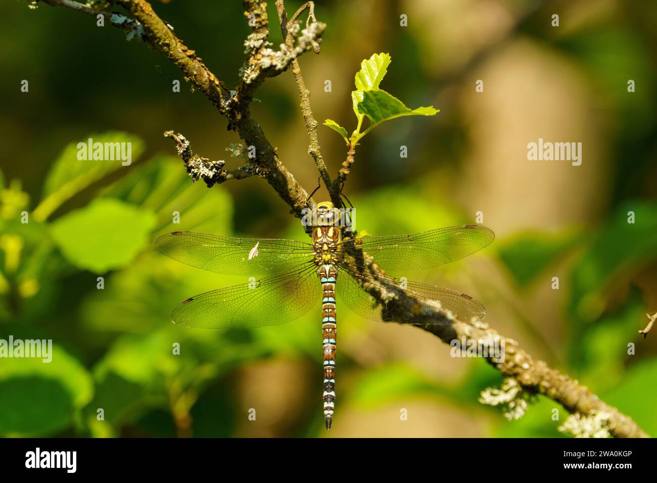 Aeshna cyanea Family Aeshnidae Genus Aeshna Southern hawker Blue hawker wild nature insect ...